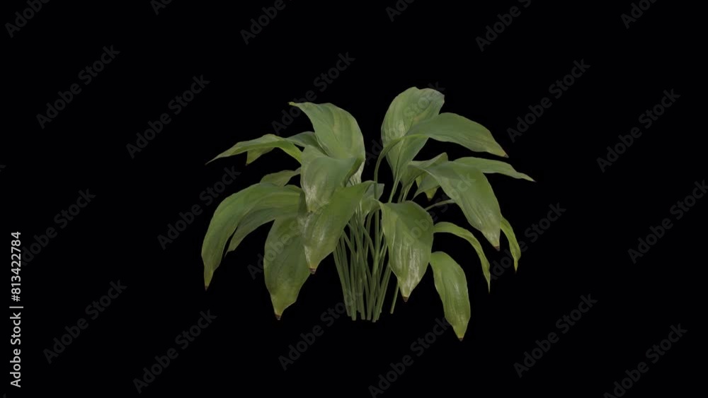 Spathiphyllum Plant blowing in the wind. Wind blows the Peace Lily ...