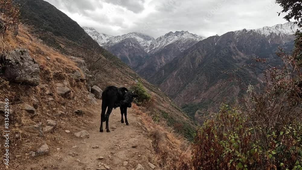 Youn black yak standing on a hiking trail in front of mountains. on the ...