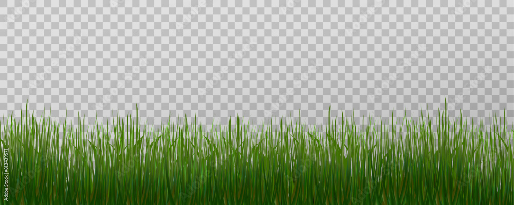 Grass border, vector illustration. Vector grass, lawn. Grass png, lawn ...
