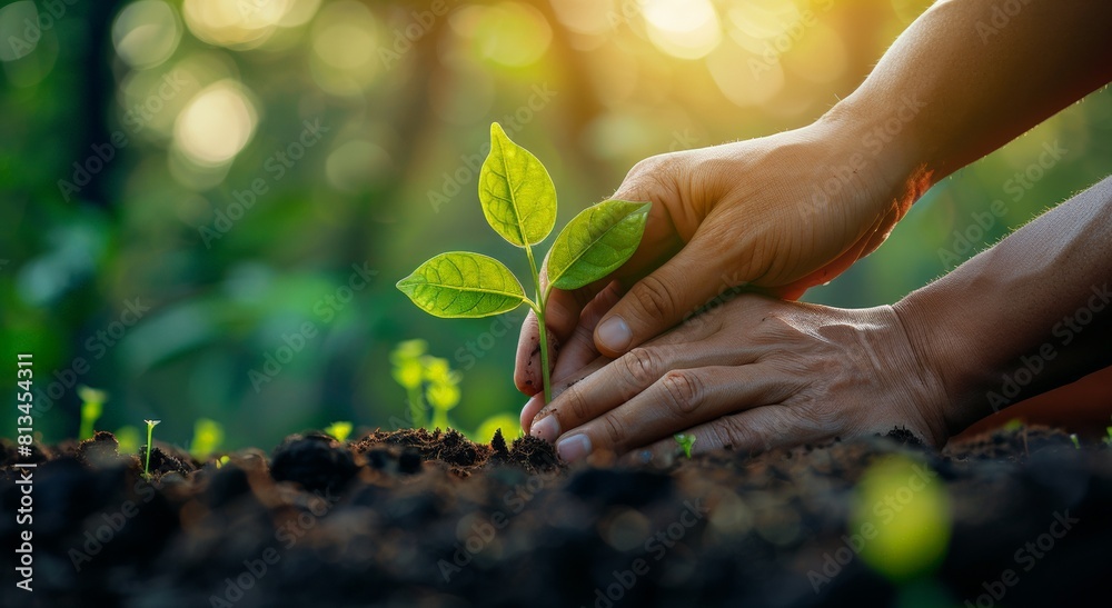Hands plant young tree in rich soil, caressed by golden sunlight ...