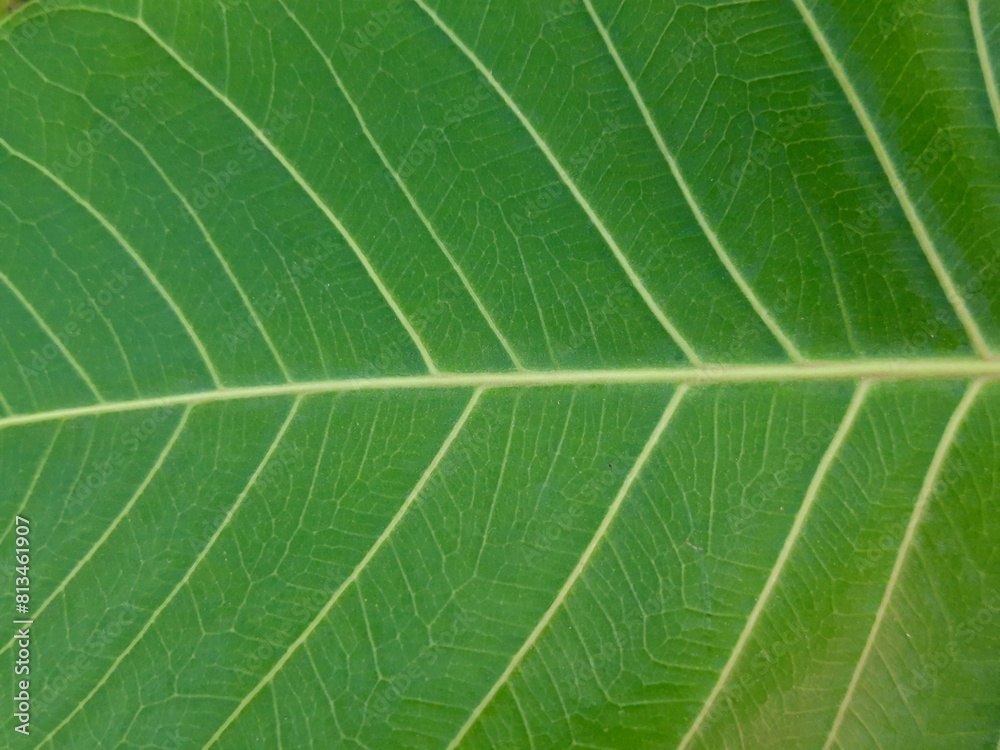 Ficus religiosa leaf background. It is also known as the bodhi tree ...