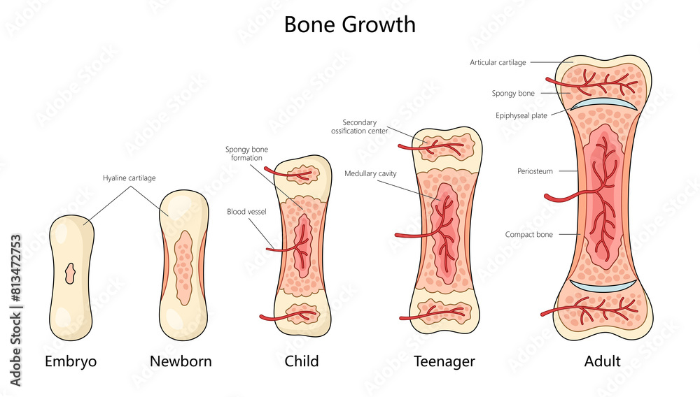 stages of bone growth in humans, from embryo to adult, showing structural changes and ...