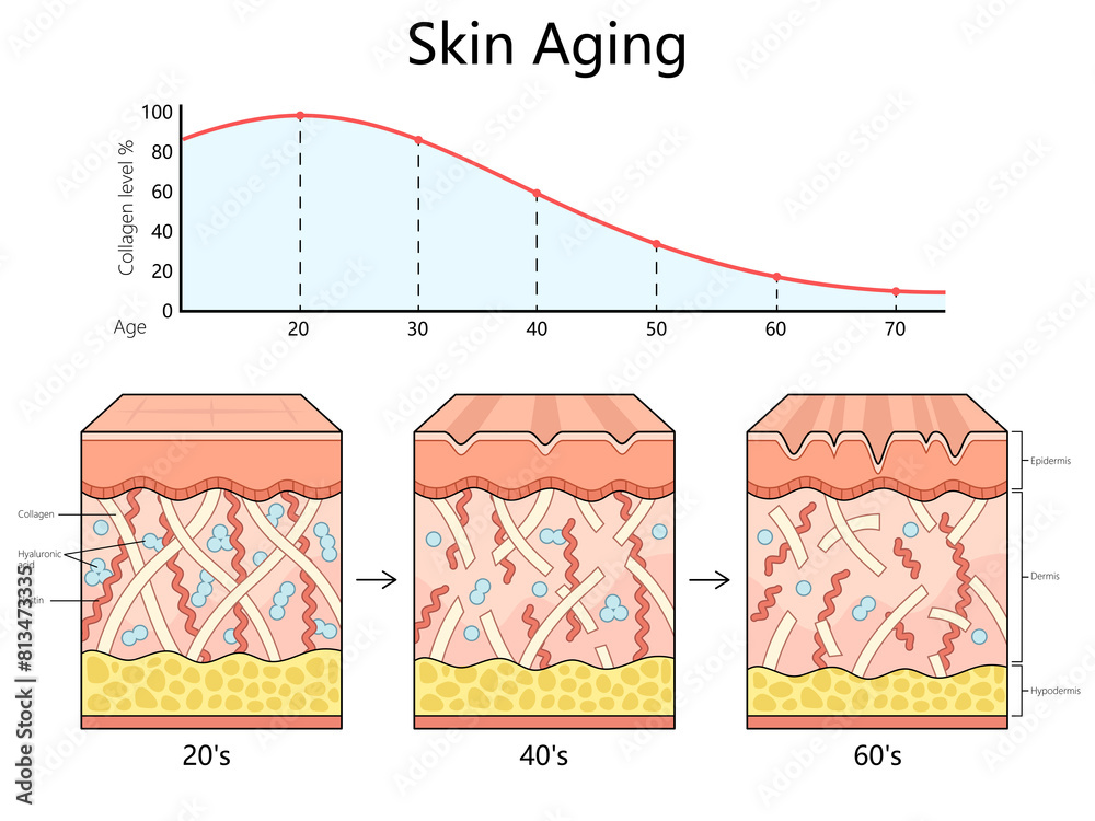 skin aging process from the 20s to the 60s, showing the decrease in ...