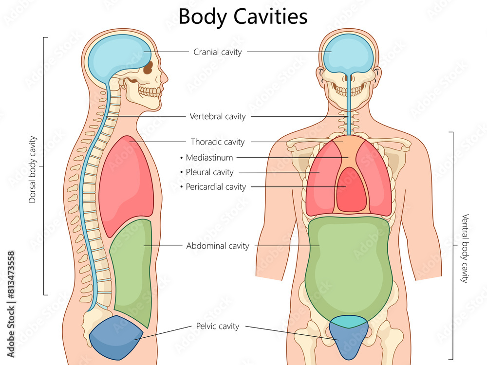 human body cavities, including cranial, thoracic, abdominal, and pelvic ...