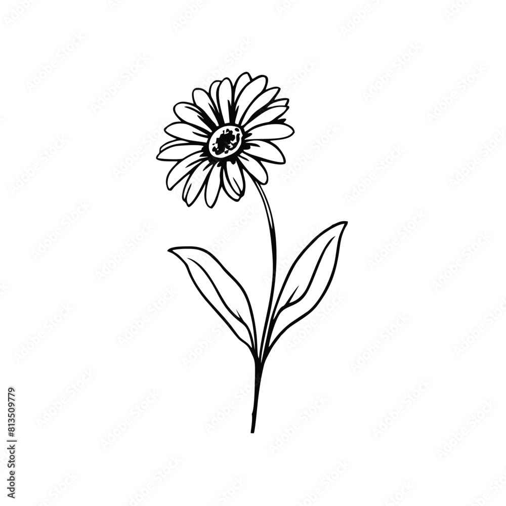 A minimalist, black single line drawing of a daisy flower, white ...