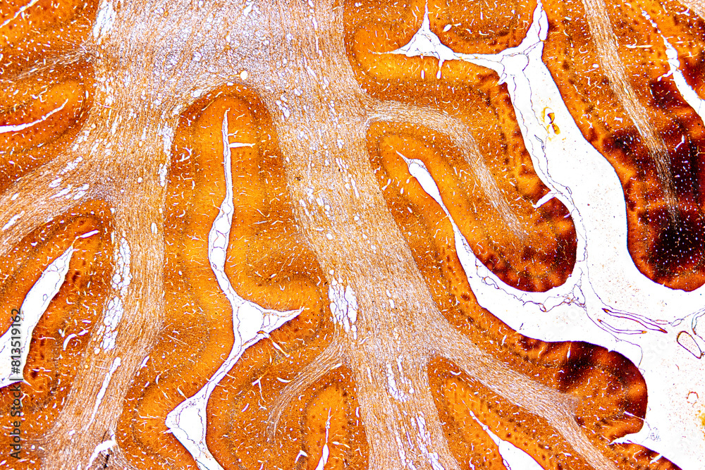 Histological Brain of mouse, Cerebellum, Sympathetic ganglion And ...