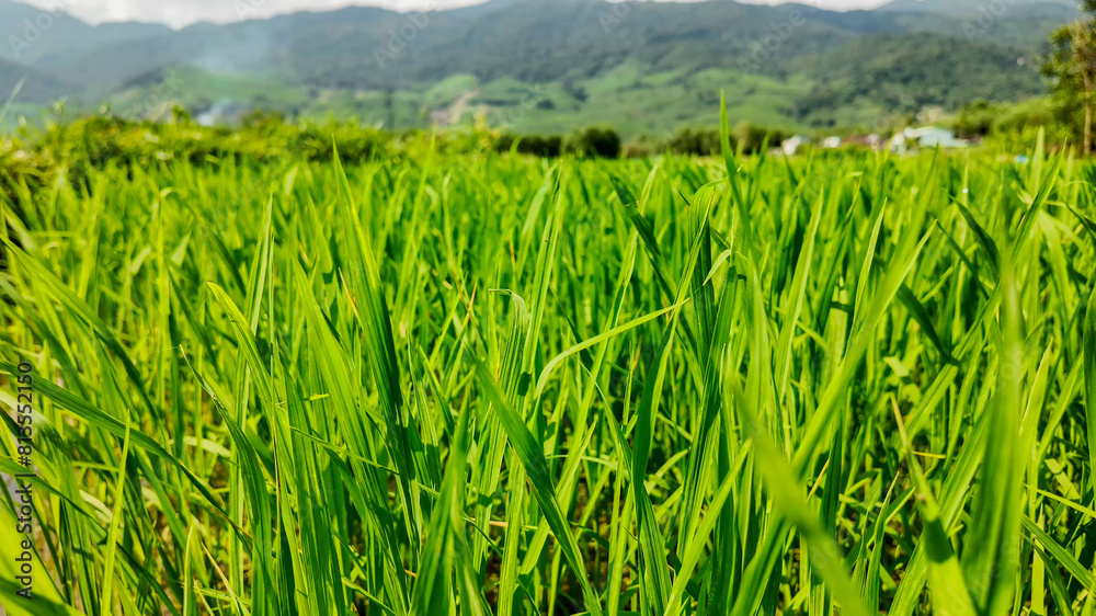 Lush green paddy fields with standing water reflecting sustainable ...