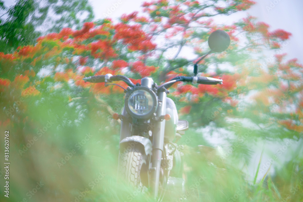 Mohur tree,Delonix Regia flower in the sky background.Also called Royal ...