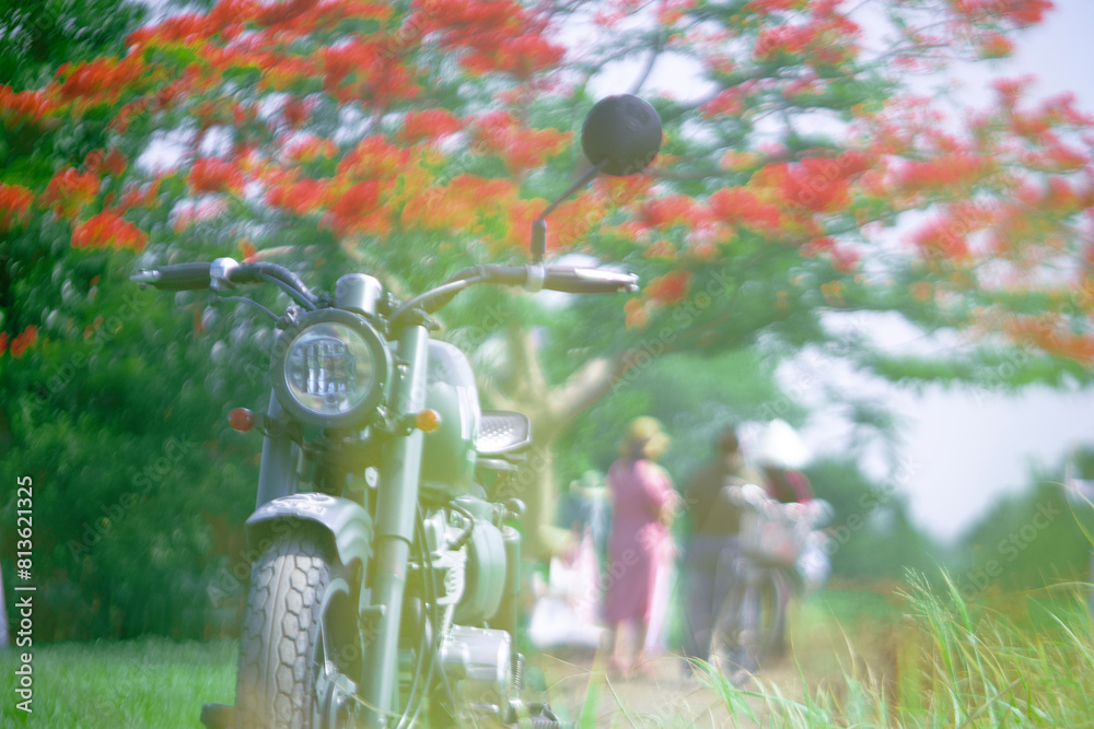 Mohur tree,Delonix Regia flower in the sky background.Also called Royal ...
