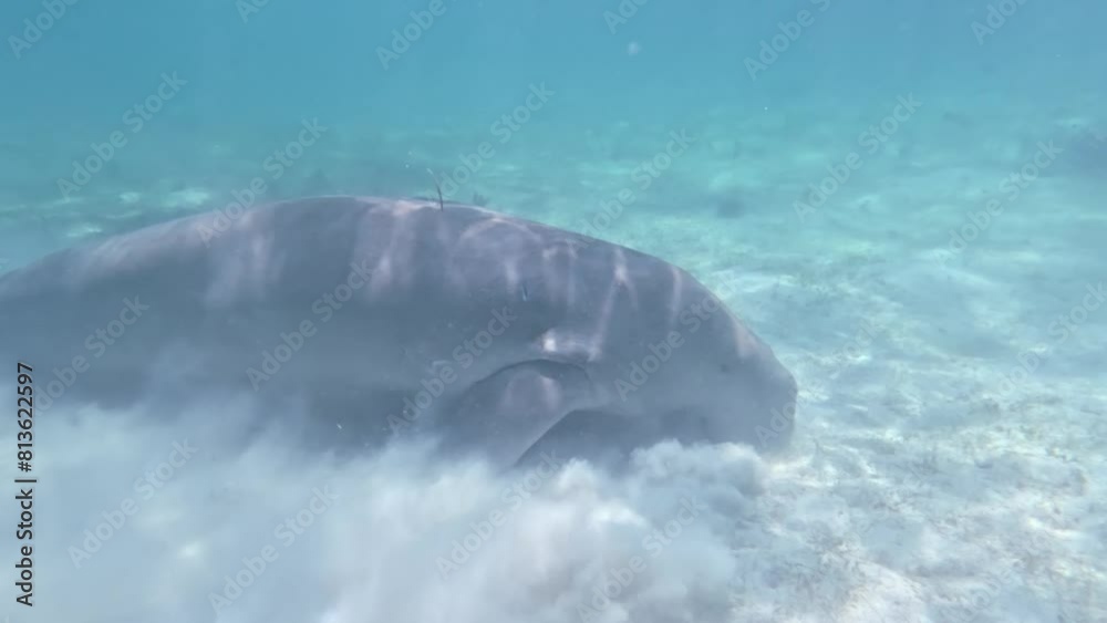 Dugong with remora swimming underwater, front view. Rare sea mammal ...