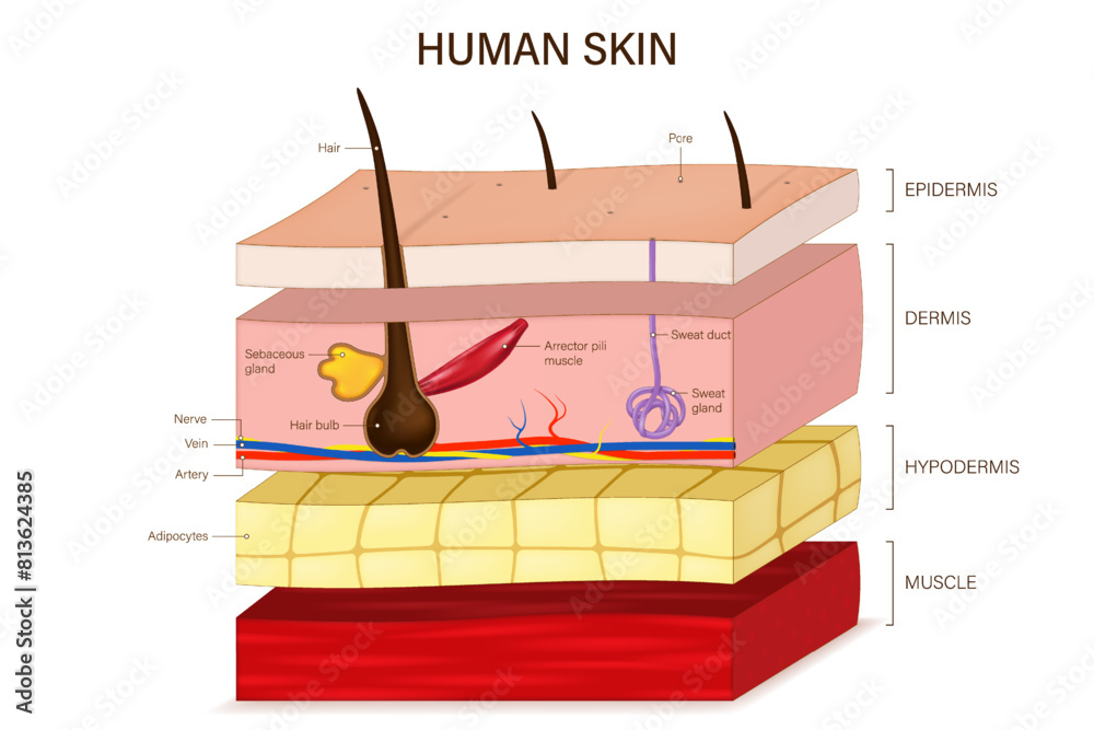 Human skin anatomy. Skin layers structure vector. Epidermis, dermis ...