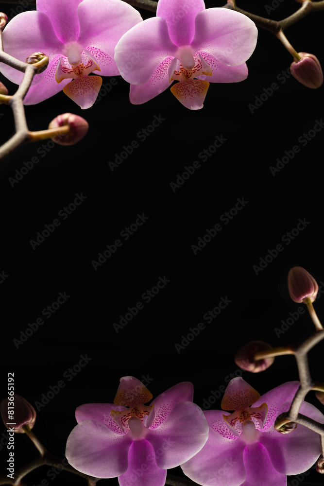 Floral background design design project with orchids. Stock Photo ...