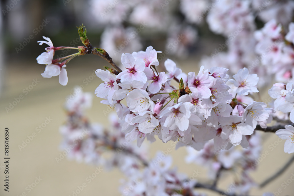 This park, located almost in the center of Takaoka city, is the ruins ...