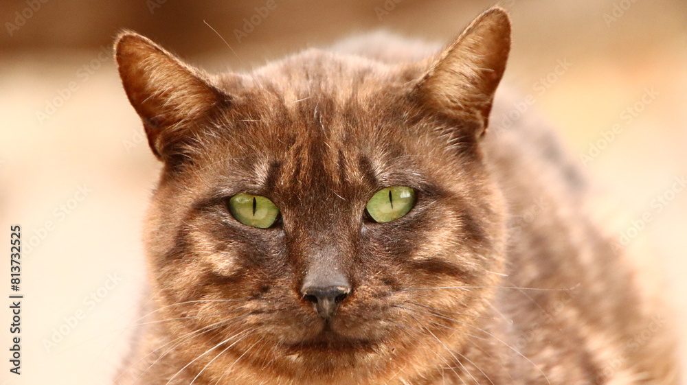 ojos de gato, mirada de gato, mirada penetrante, felinos, animal ...