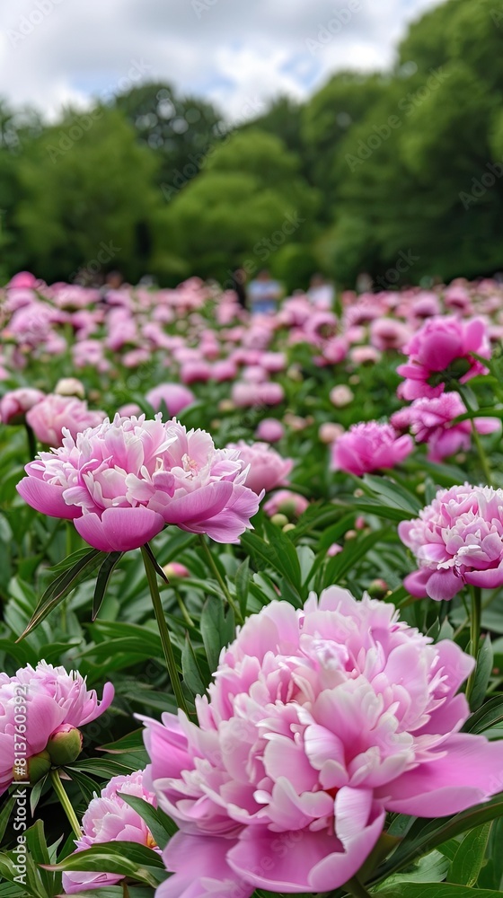 Peony Garden, where thousands of colorful peonies bloom in a ...