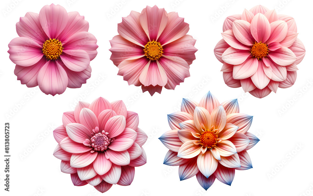 set of flowers isolated on transparent background PNG image Stock ...