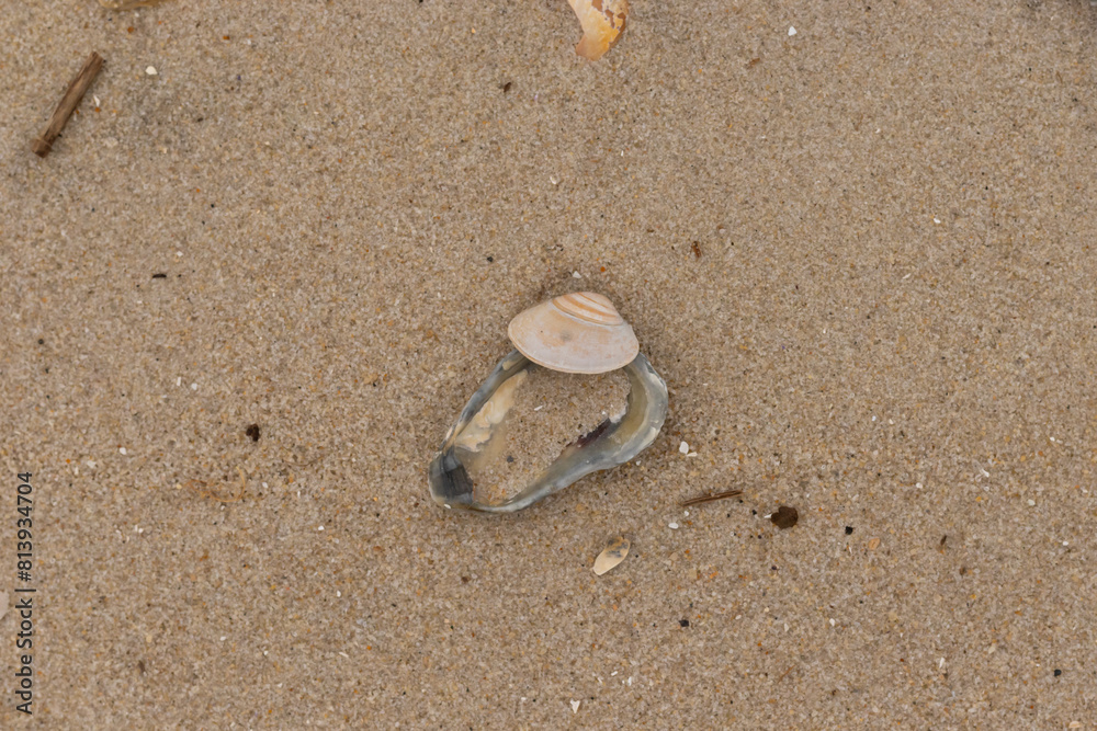 This cute little clam shell lay on top of a blue oyster shell in this ...