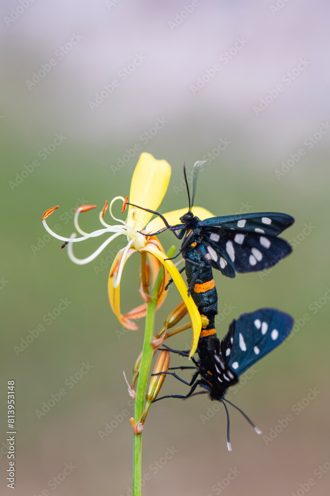 nine-spotted moth sitting on green leaf. Yellow belted burnet Amata ...
