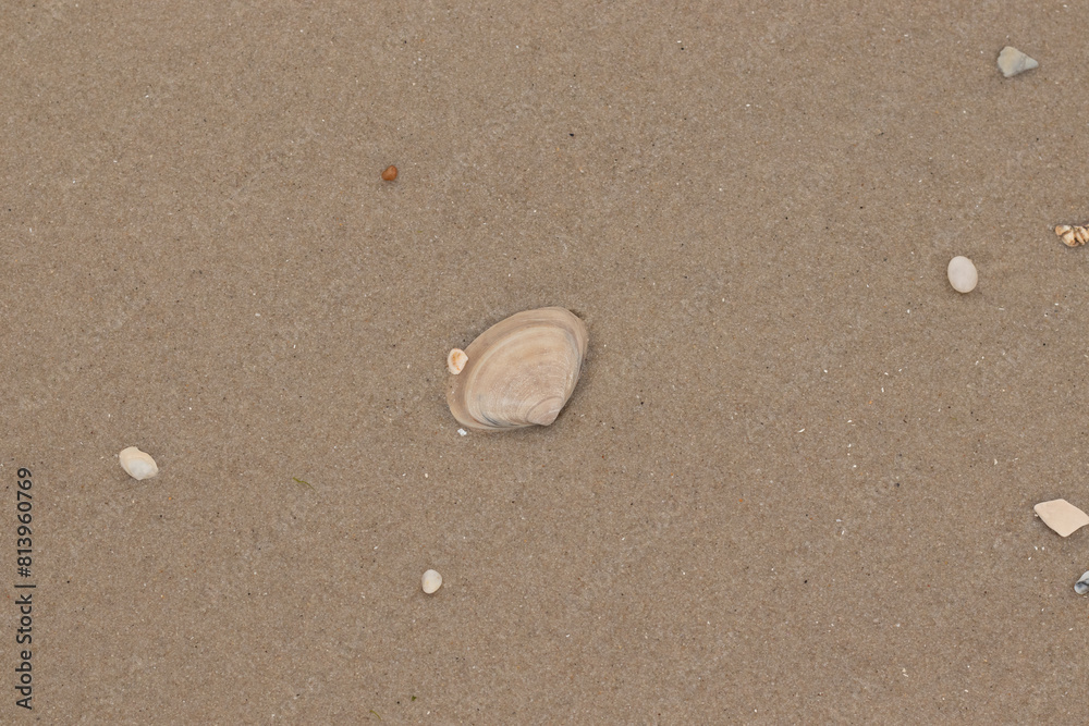 This cute little clam shell was laying on the beach when this picture ...