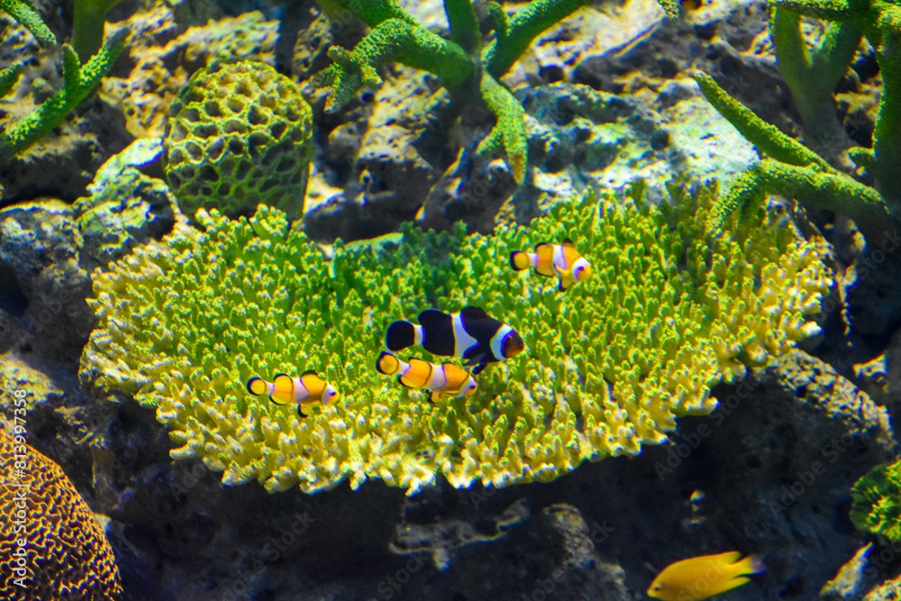 Clownfish and black clownfish on green sea anemone underwater with ...