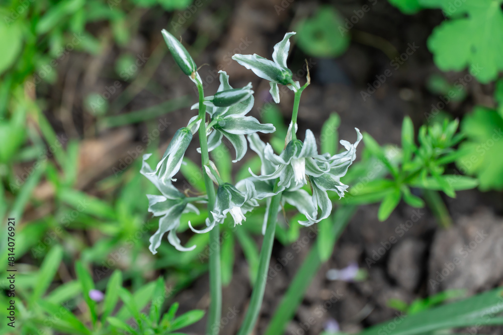 White flowers of drooping star bethlehem on meadow. Bells and buds of ...