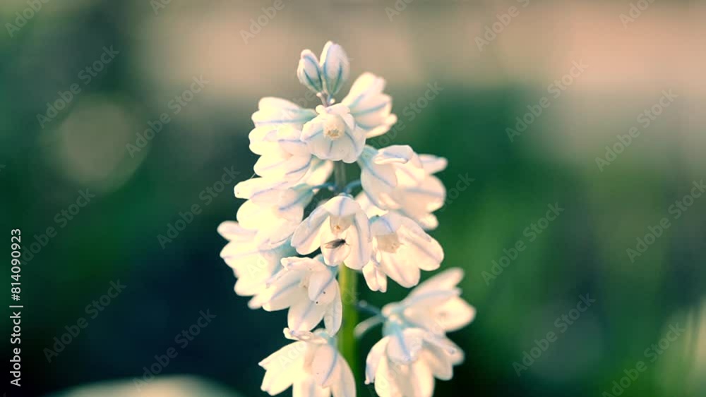 Flower Pushkinia. Beautiful white with blue line flower Pushkinia close ...