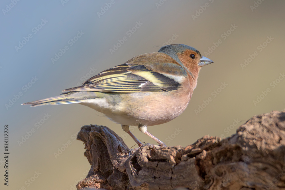 Fringilla coelebs, Common Chaffinch or Pinzon vulgaris, small bird with ...