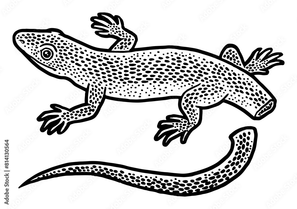 Lizard with self amputated tail Autotomy sketch engraving PNG ...
