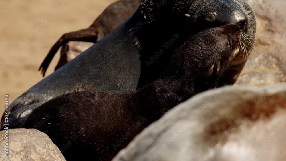 Seal family with baby at the Cape Cross Seal Reserve on the Skeleton ...