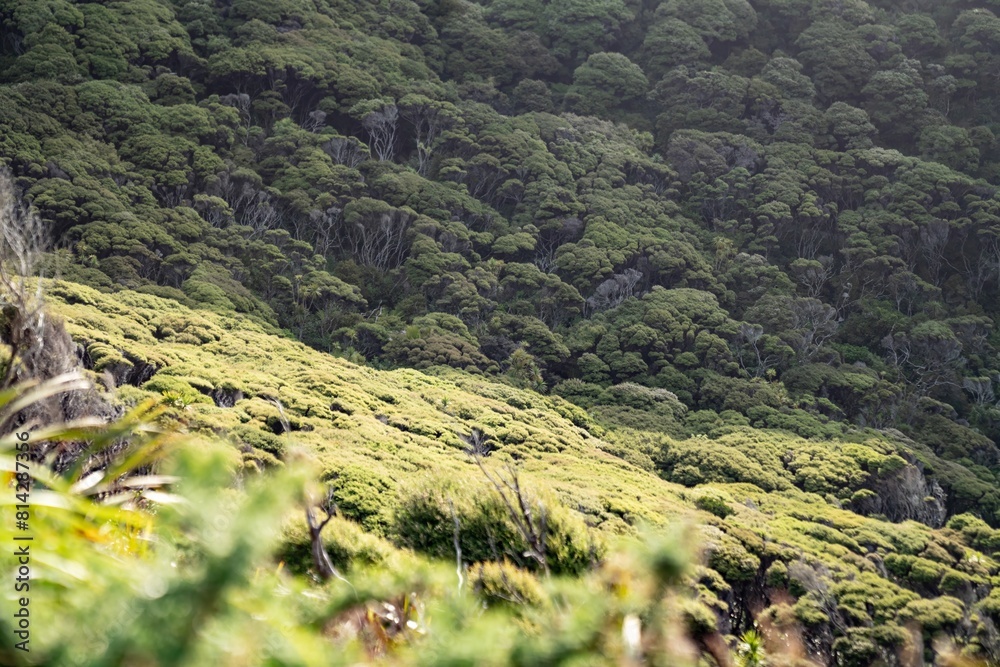 Poster Hillside covered in manuka trees – Wall Art | UkPosters
