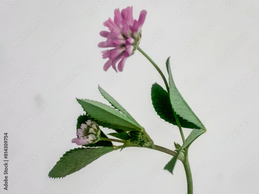Persian clover young growing plant or trifolium resupinatum also known ...