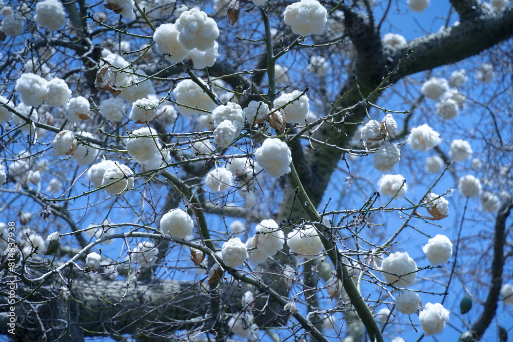 Kapok White Silk Ceiba Pentandra tree with silk cotton like seed pods ...