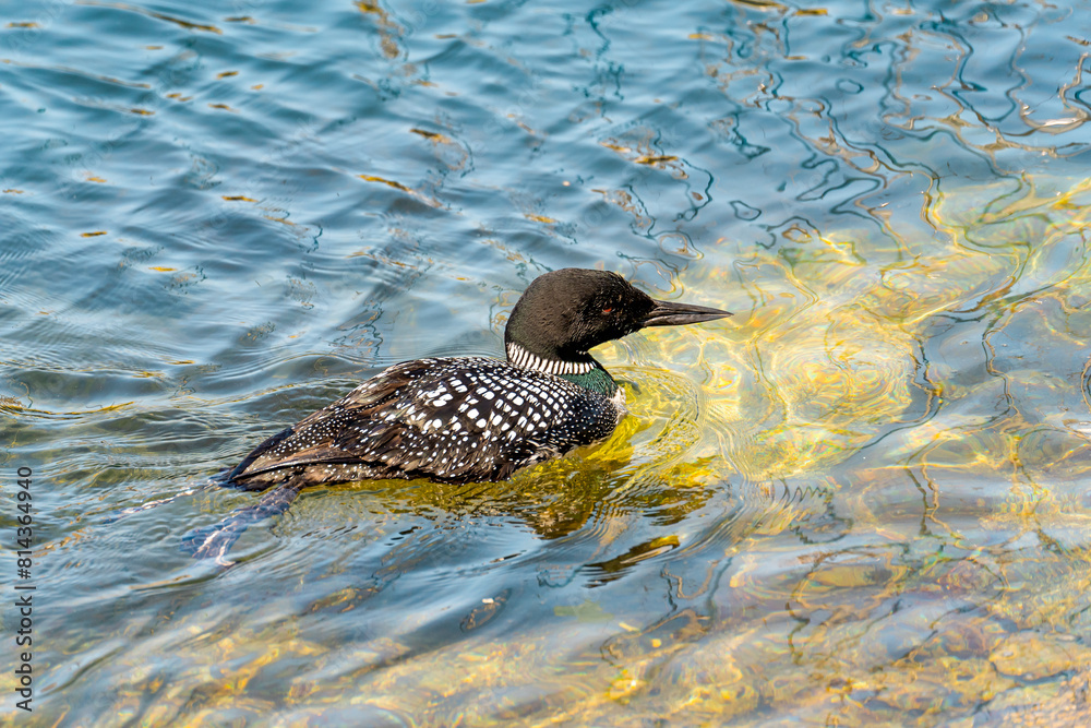 Common loon or great northern diver (Gavia immer) swimming in the ocean ...