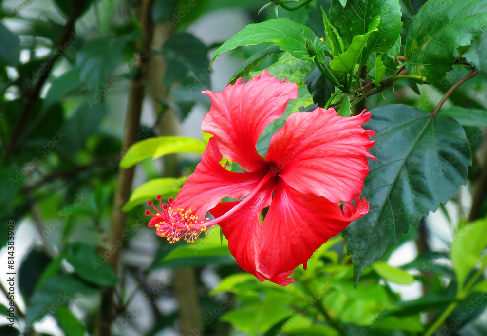 Red hibiscus flower in garden.Hibiscus rosa-sinensis, known ...