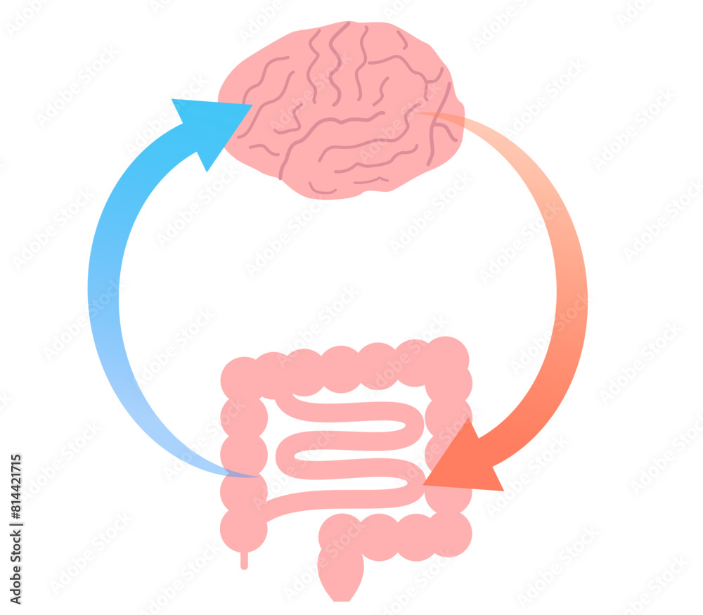 How stress causes stomach aches, and the relationship between the brain ...