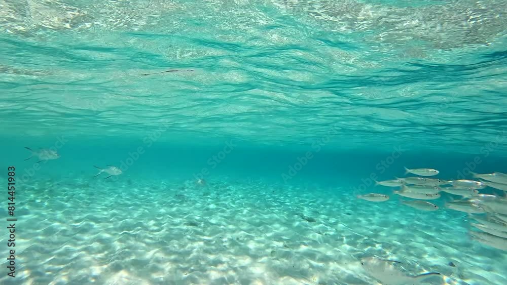 Diving with fish. School of Sardina pilchardus and Smallspotted dart ...
