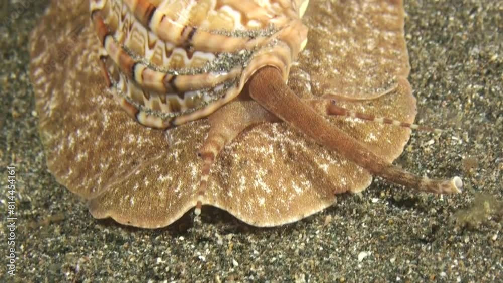 Large sea snail called articulate harp moves over sandy seabed during ...
