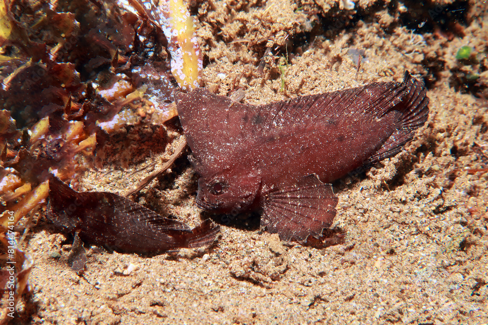Ablabys macracanthus, also known as the spiny waspfish or as the spiny ...