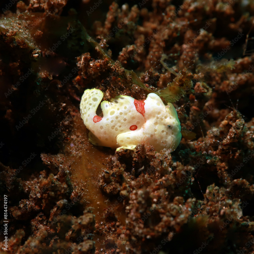 The warty frogfish or clown frogfish (Antennarius maculatus) is a ...