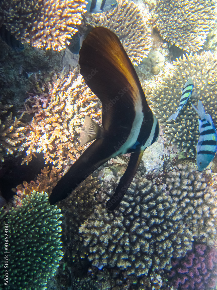 Platax teira, also known as the teira batfish, longfin batfish, longfin ...