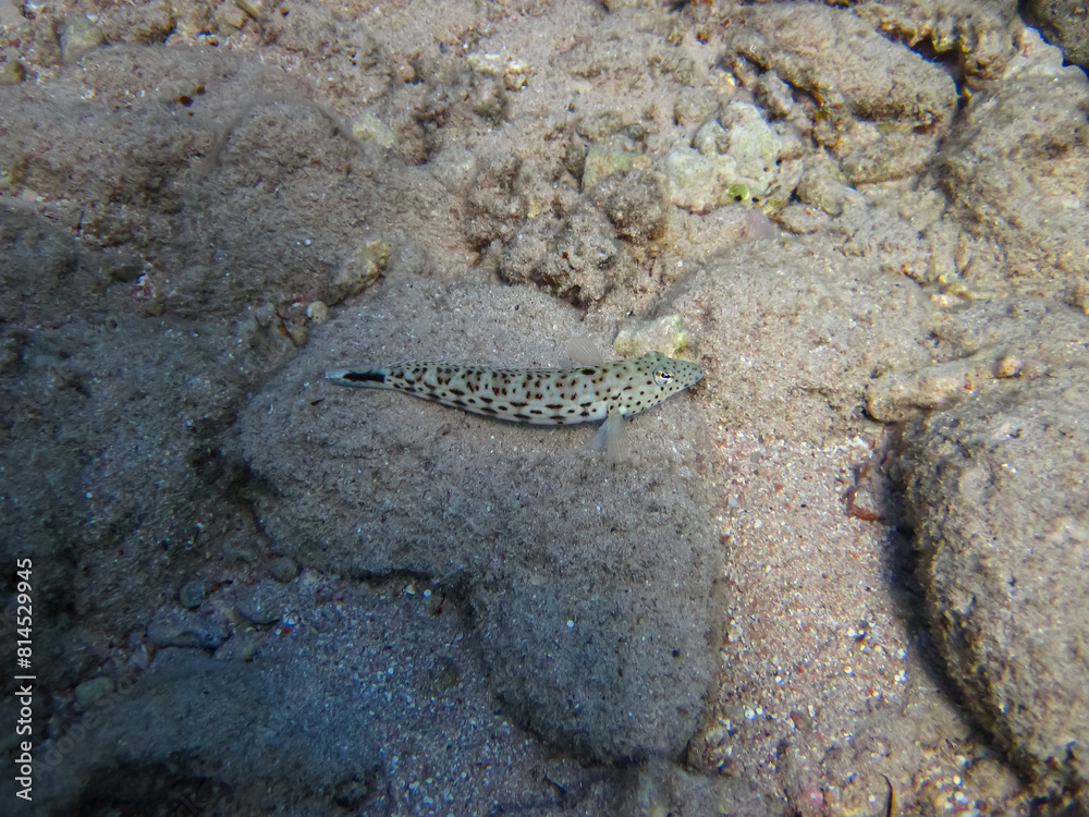 The sandperches in the expanses of the coral reef of the Red Sea ...