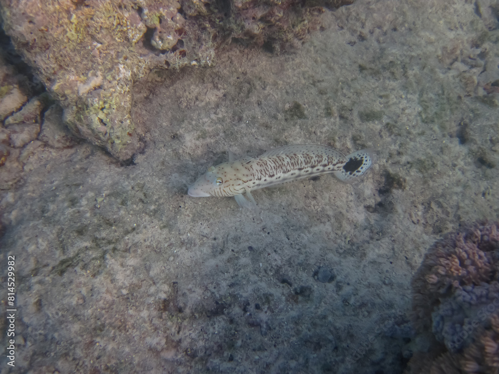 The sandperches in the expanses of the coral reef of the Red Sea ...