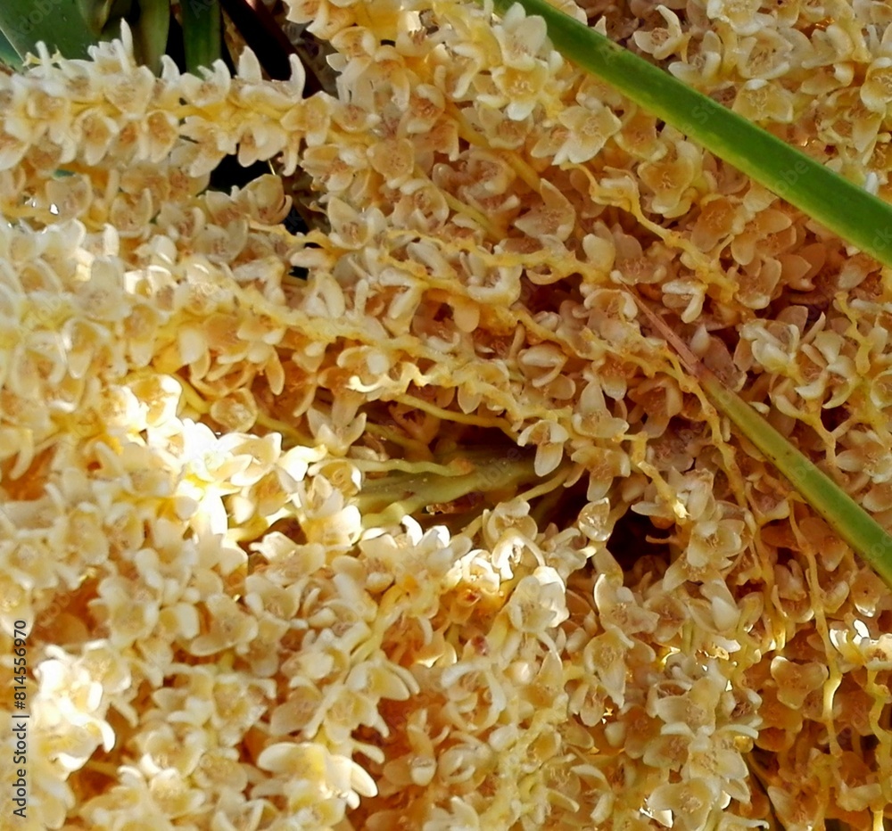 Pygmy date palm flowers blossom (Phoenix roebelenii). Close-up date ...