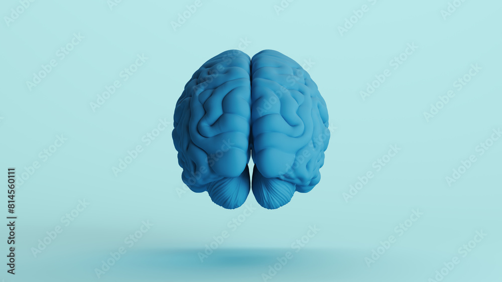 Blue human brain anatomy organ intelligence neurology think mind soft ...