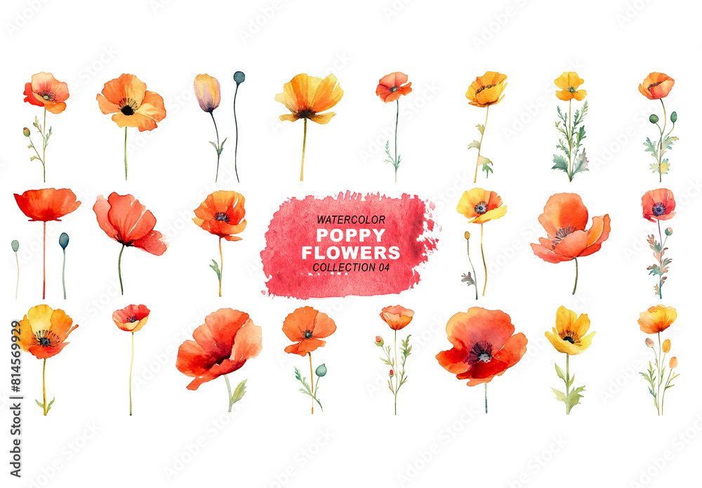 Watercolor painted style - poppy flowers clipart isolated on ...