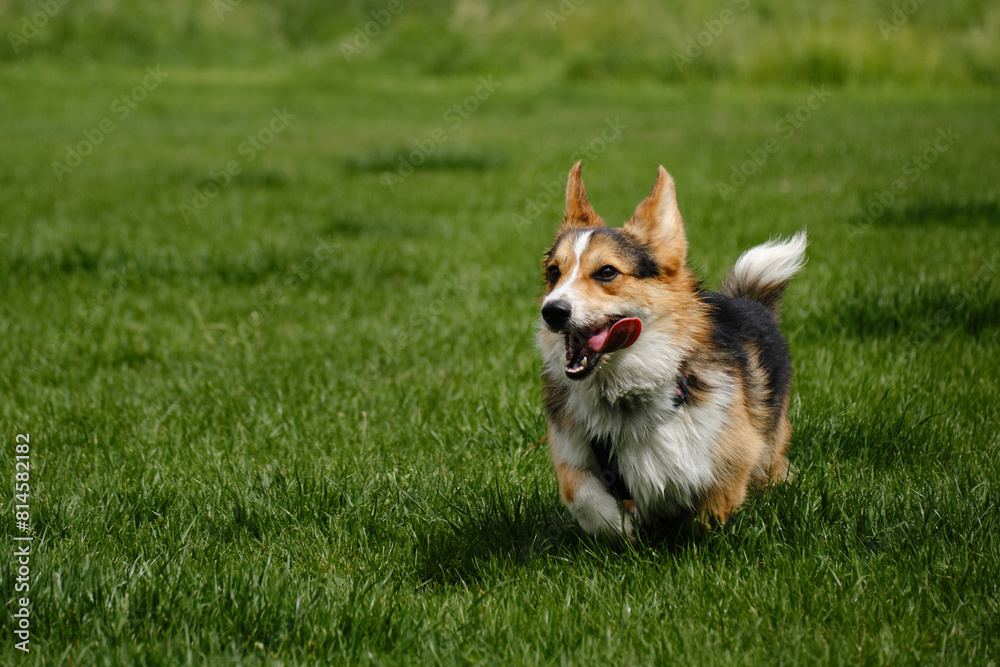 Charming Welsh corgi Pembroke tricolor walks in the spring park ...