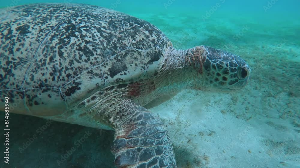 Close-up of Sea turtle slowly moving along seabed chewing sea grass ...