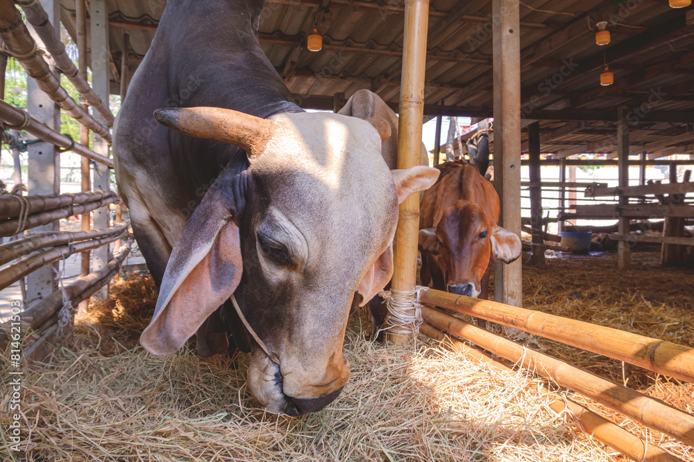 Adult American brahman cow with a calf eating hay inside cow pen in a ...