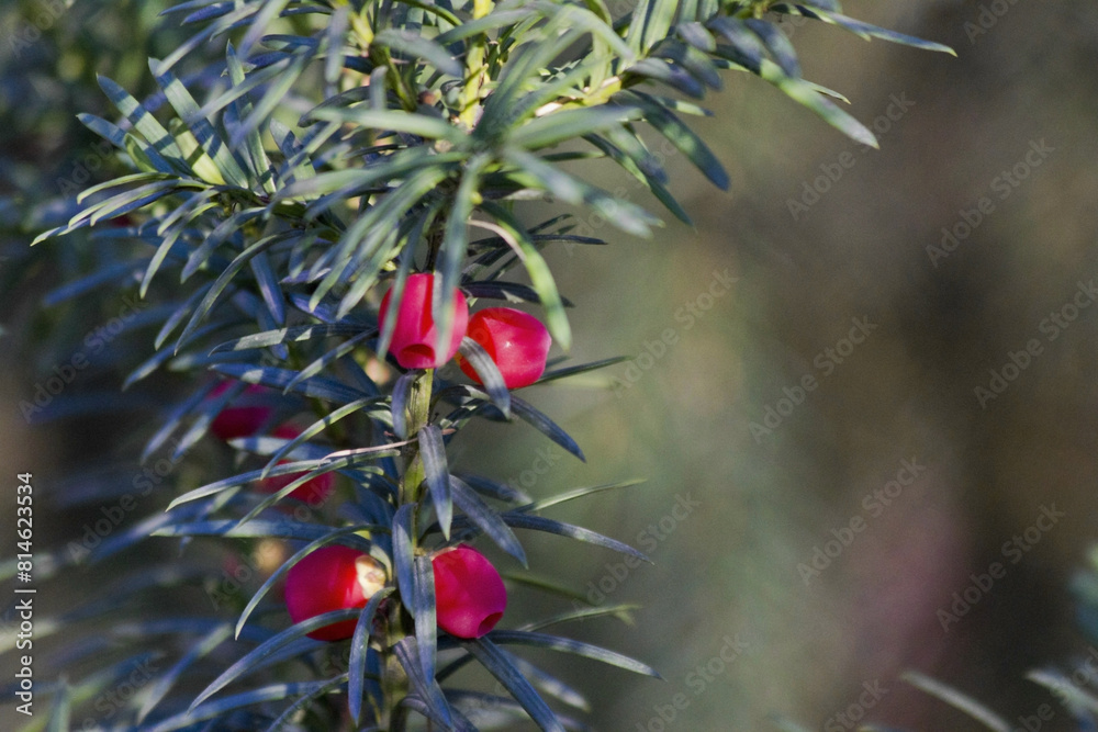 Yew tree with red berries. Close-up of red yew berries among green yew ...