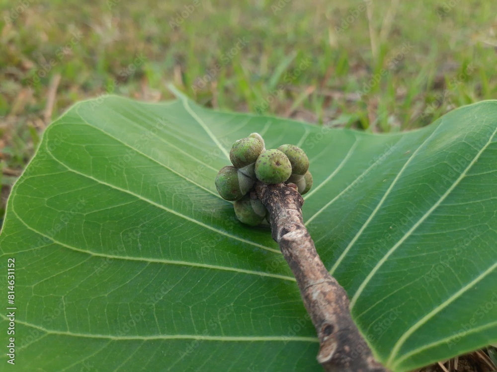 Ficus religiosa Fruits on green leaf. It is also known as the bodhi ...